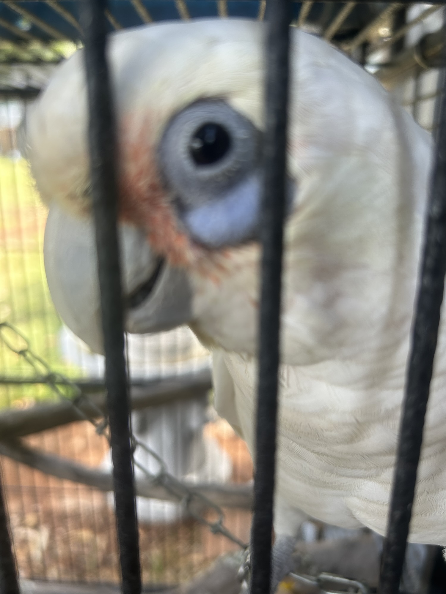 Welcome to our Animals & Wildlife page. – Feather & Fern Camping