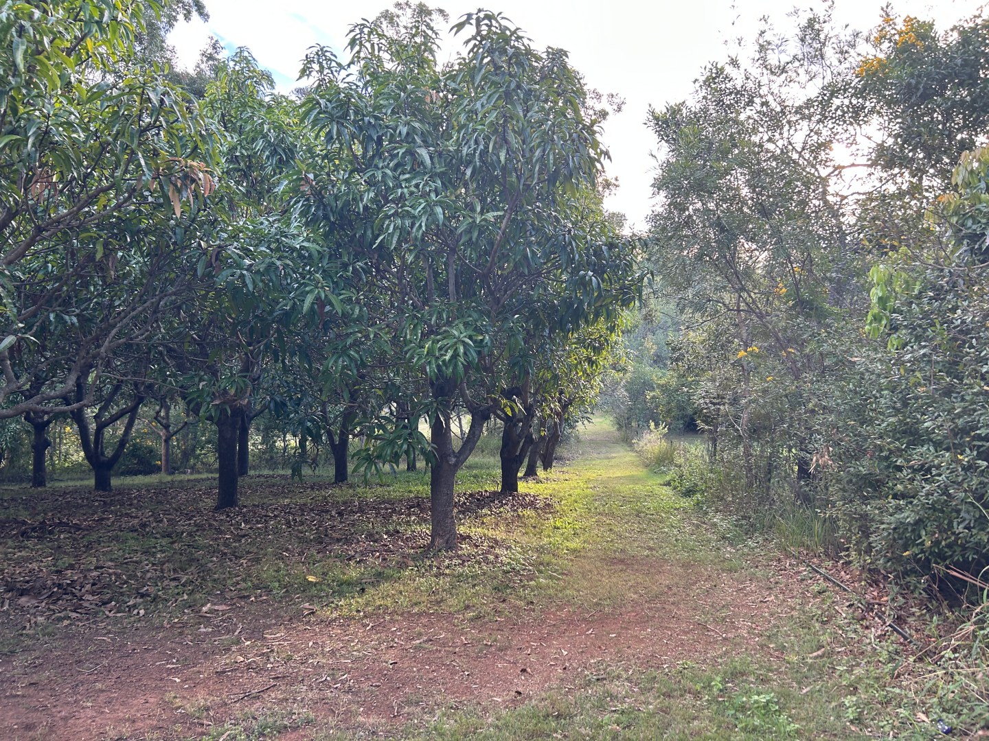 Feather & Fern Camping – Camping, nature, animals & healing