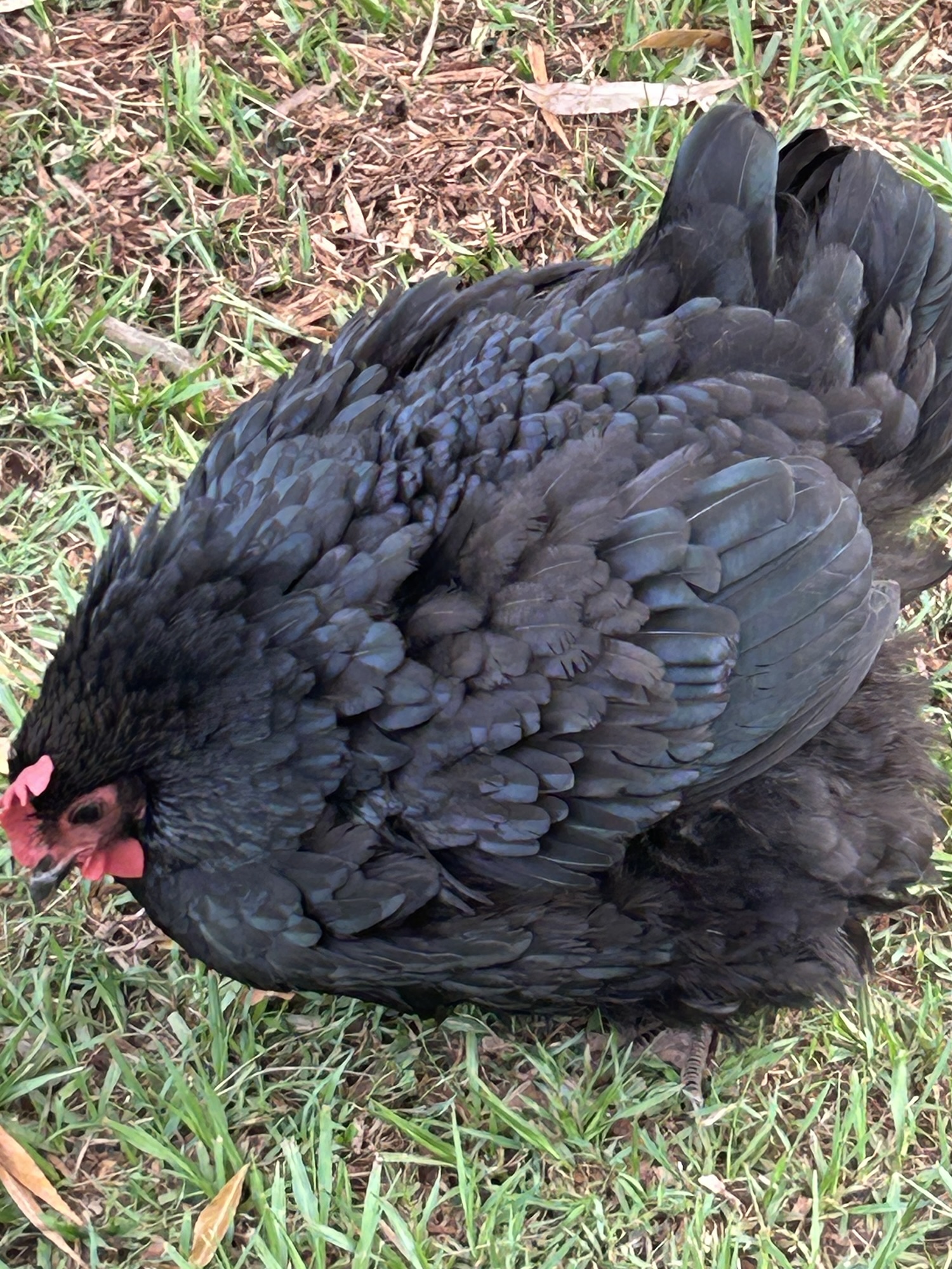 Welcome to our Animals & Wildlife page. – Feather & Fern Camping