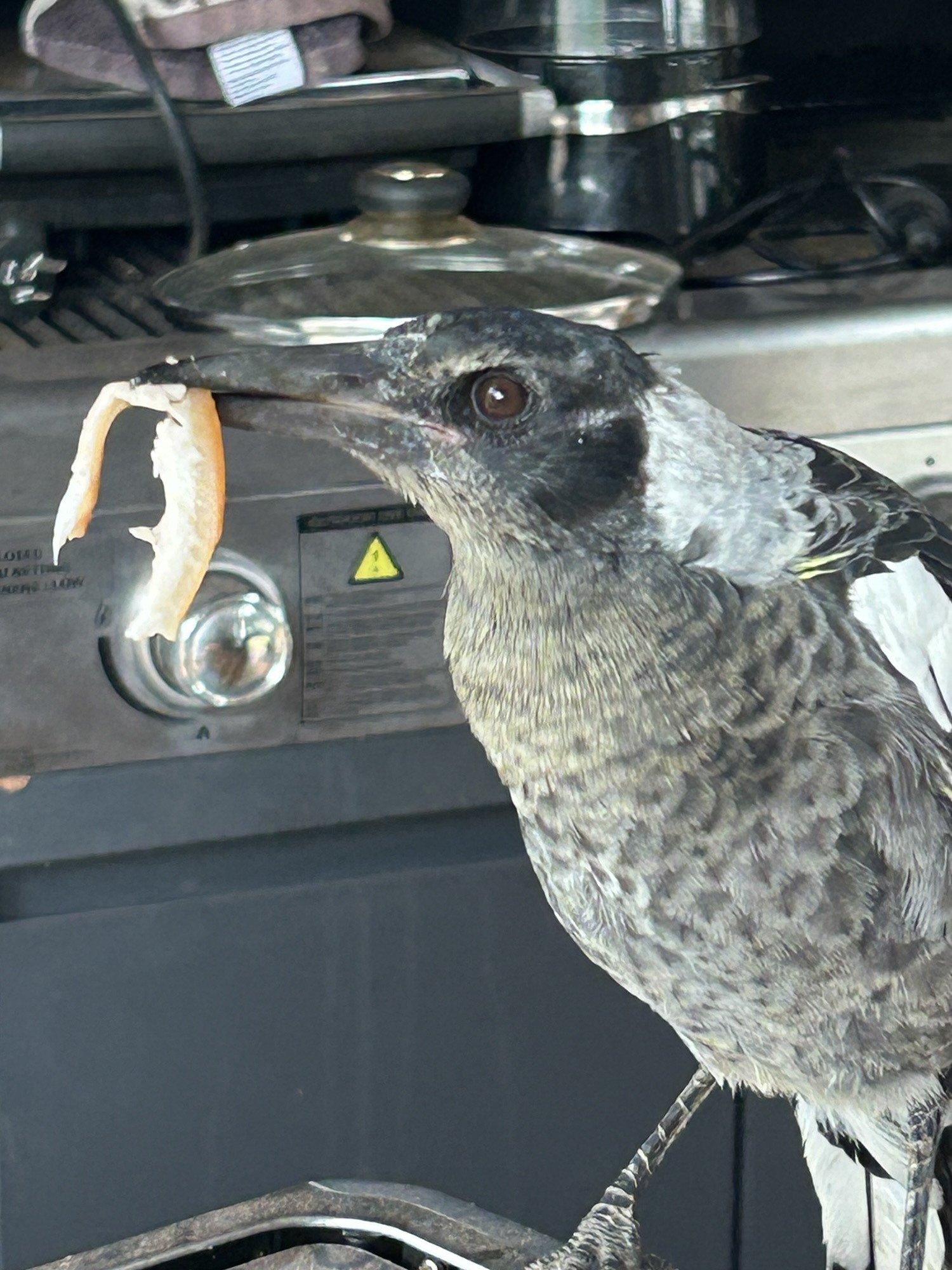Welcome to our Animals & Wildlife page. – Feather & Fern Camping